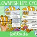 Life Cycle of a Clownfish Foldable Kids' Craft A4 and 11x8.5 Inch ...