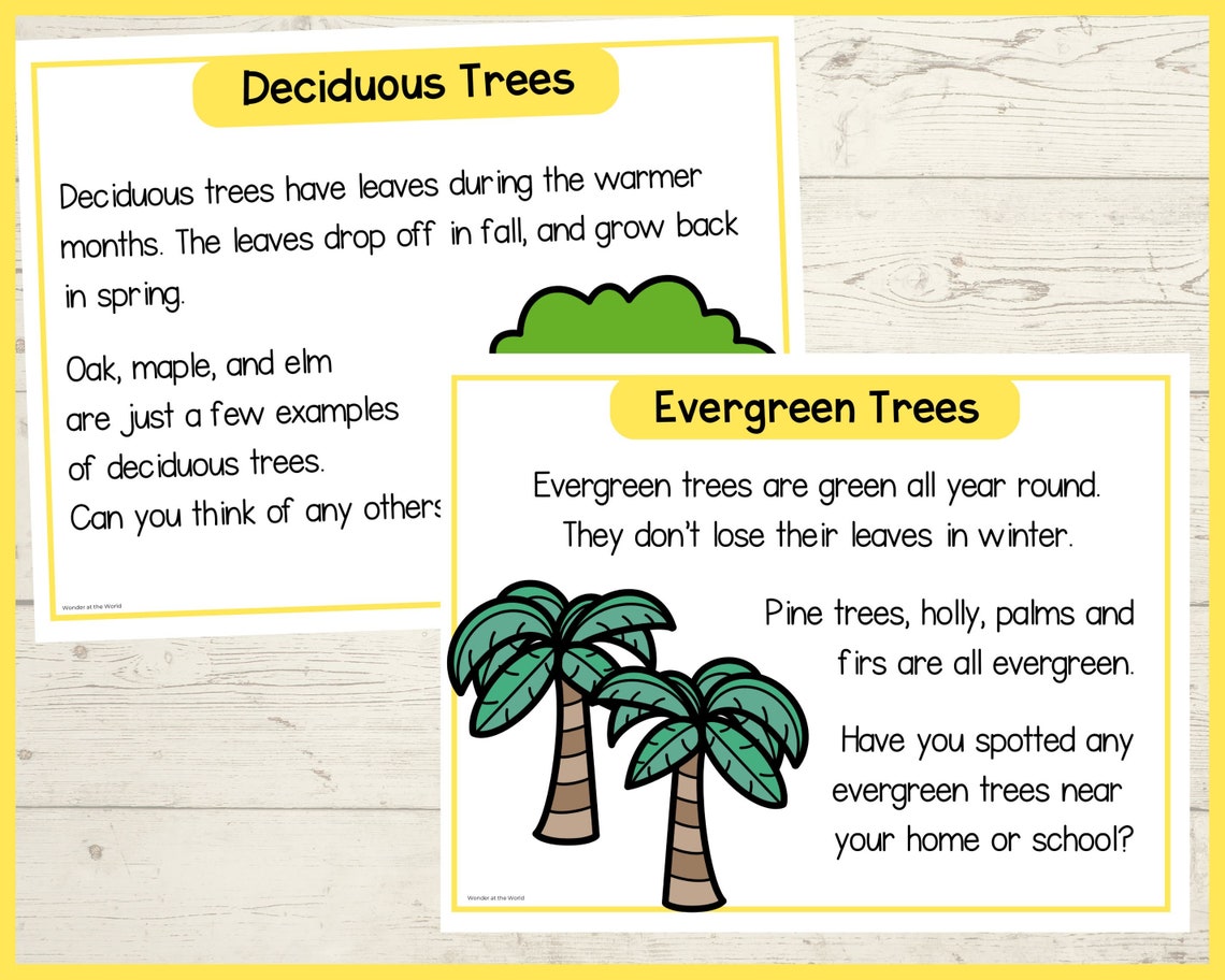 Plants Science Display for Classroom | Bulletin Board Display | Plant ...