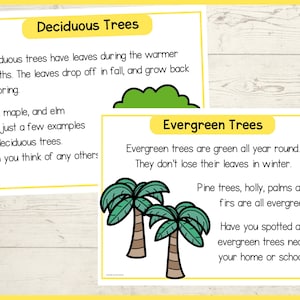Plants Science Display for Classroom | Bulletin Board Display | Plant ...