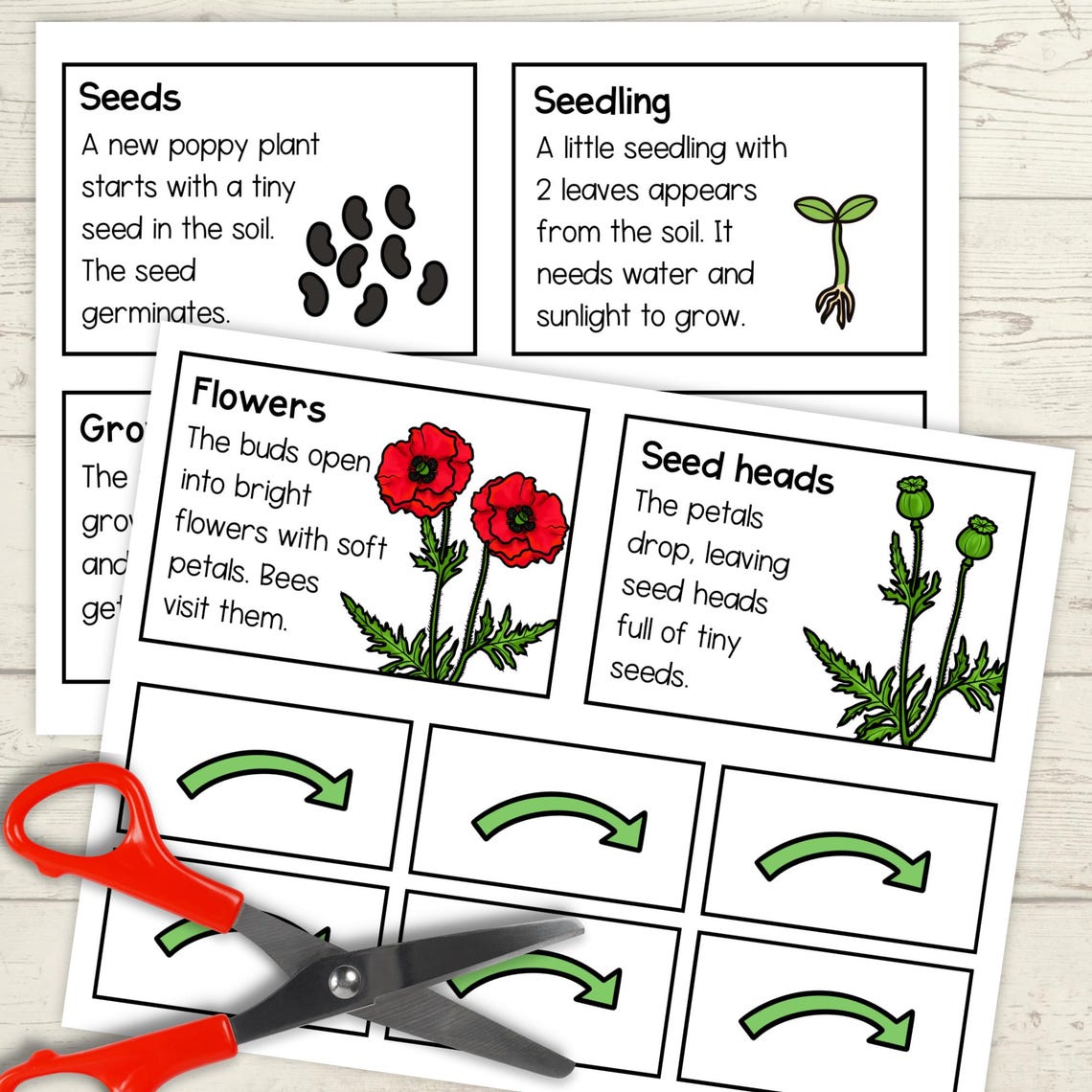 Poppy Life Cycle Foldable Sequencing Activity Cut and Paste Plant ...