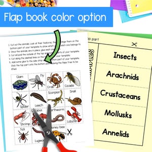 Invertebrates Classification Groups Cut and Paste Activities Match and ...