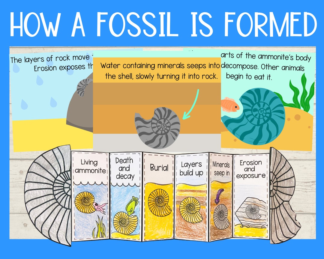 How a Fossil is Formed Printable Craft Activity and Sequencing Cards PDF for Earth Science Third ...