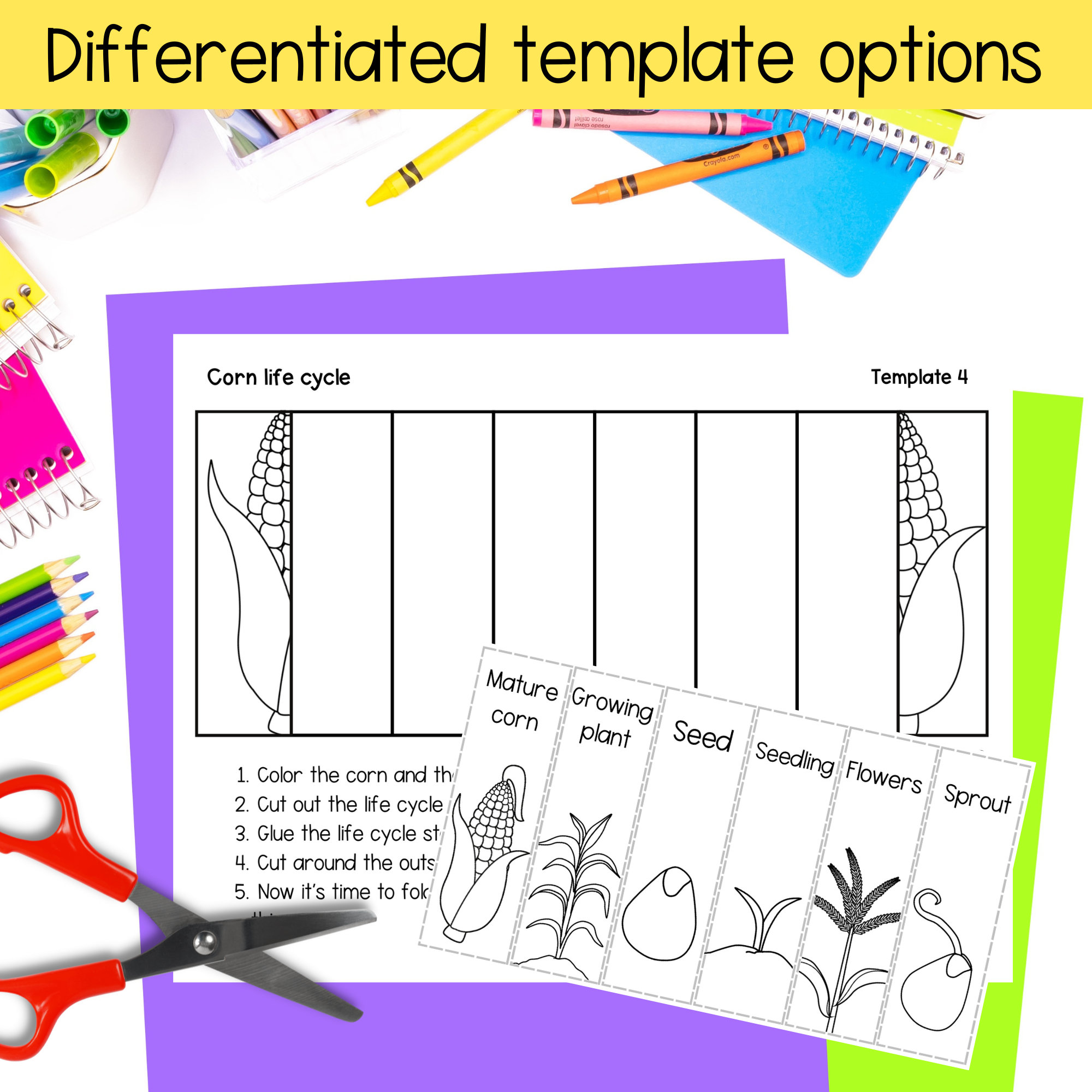 Life cycle of a corn maize plant foldable sequencing activity for kids ...