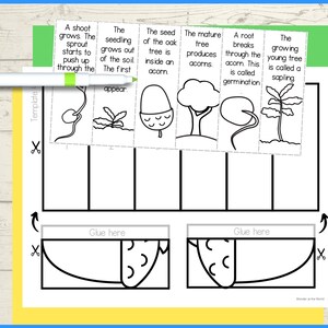 Oak Tree Life Cycle Acorn Foldable Science Foldout Craft A4 and US ...