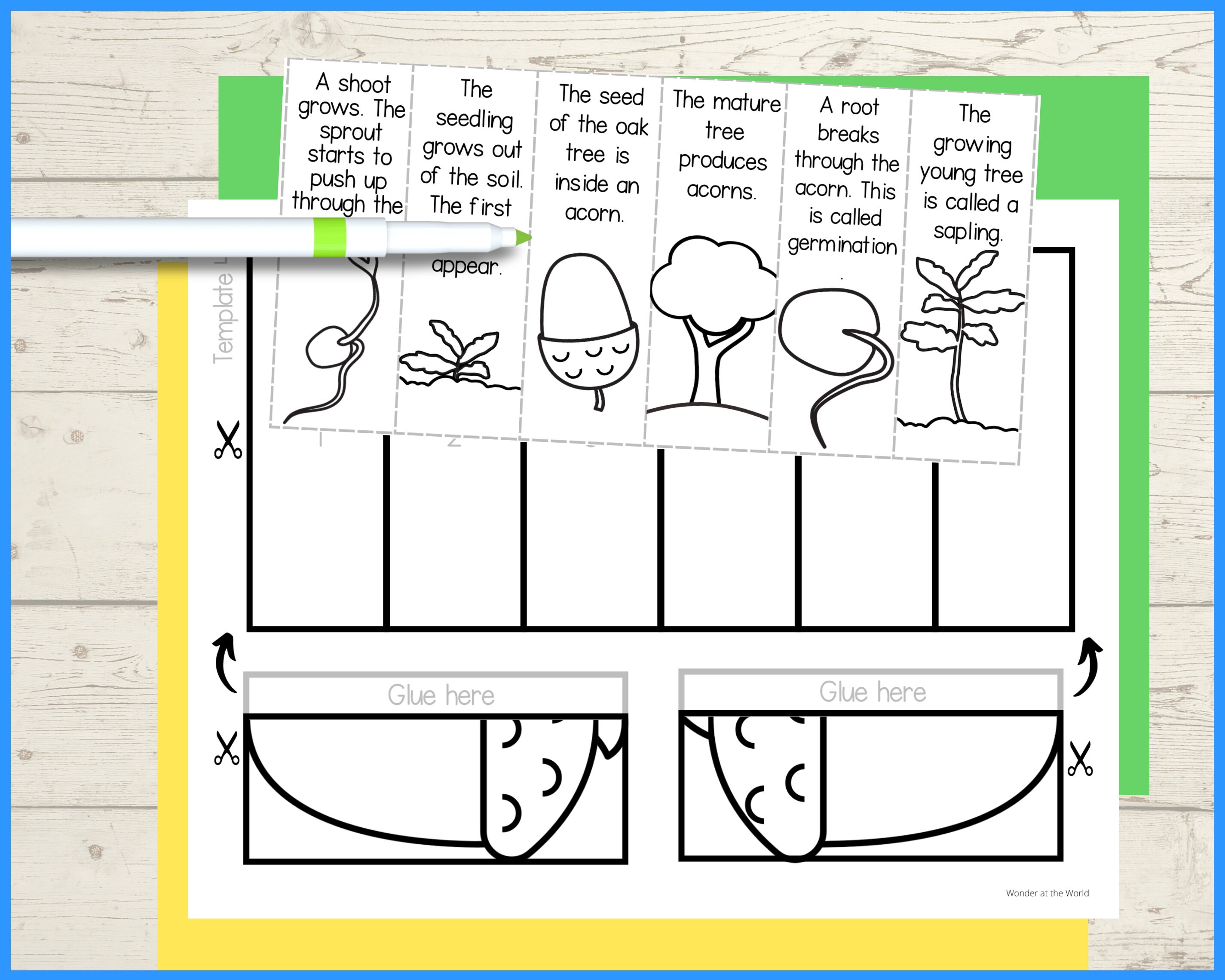 Oak Tree Life Cycle Acorn Foldable Science Foldout Craft A4 and US ...