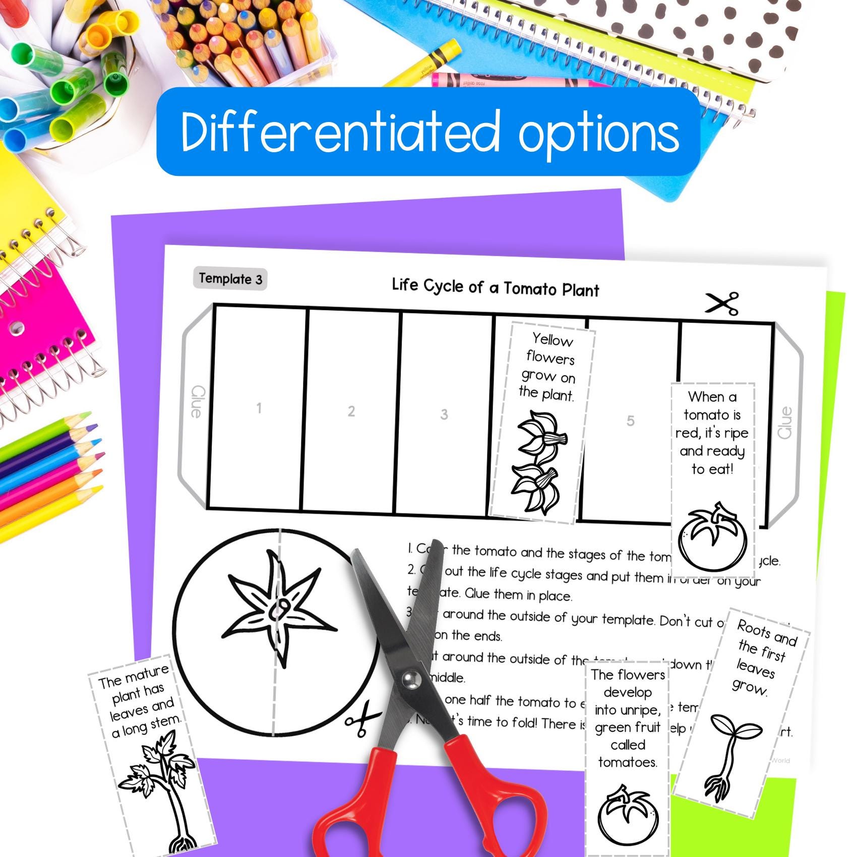 Life Cycle of a Tomato Plant Sequence and Fold Kids' Science Craft | A4 ...