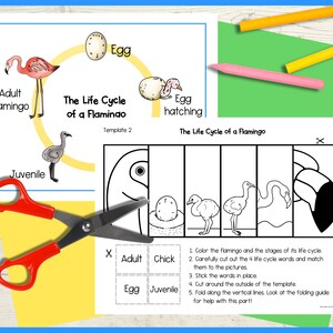 Bird Life Cycles Foldable Science Craft Activities for Owl, Chicken ...
