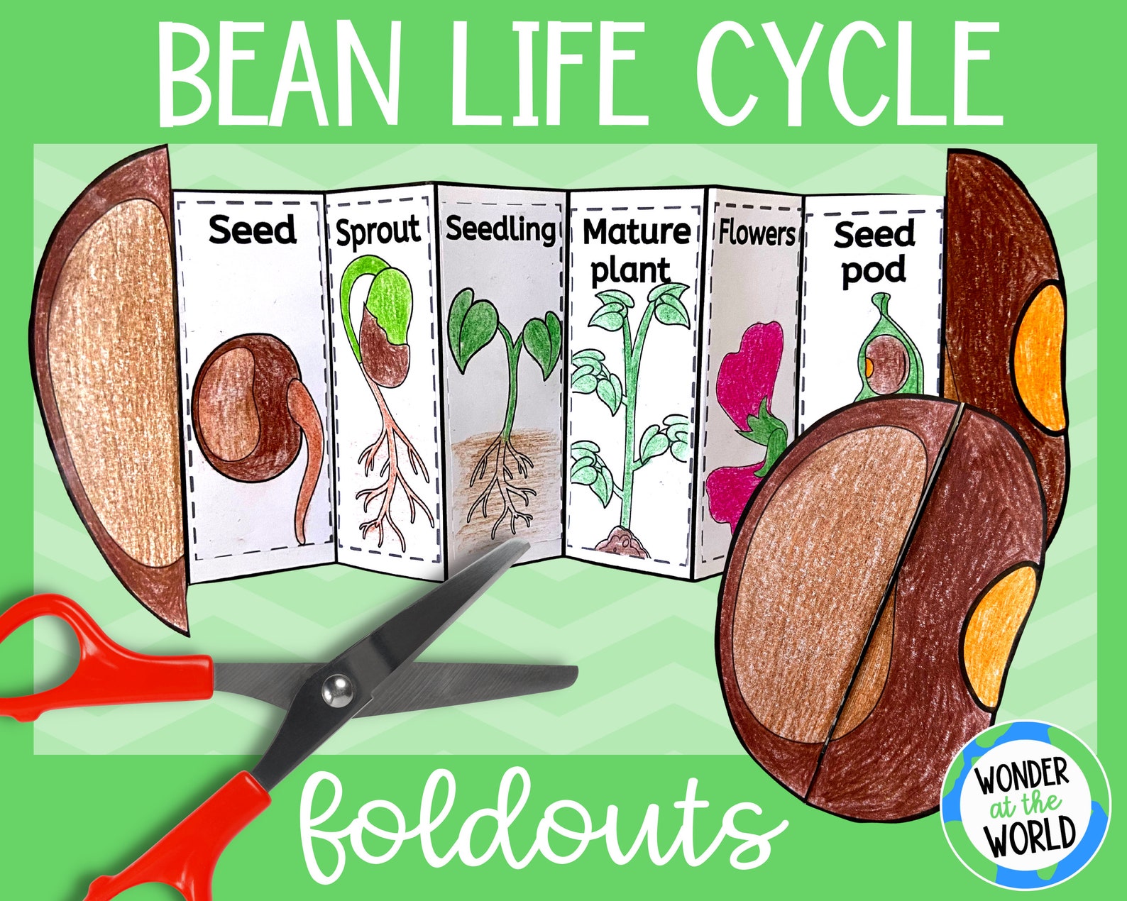 Life Cycle of a Bean Plant Foldable Kids' Craft Science - Etsy UK