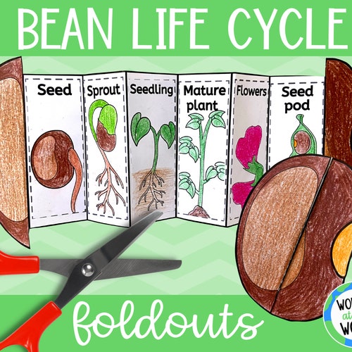 Life Cycle of a Bean Plant Foldable Kids' Craft Science - Etsy Canada