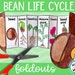 Life Cycle of a Bean Plant Foldable Kids' Craft Science - Etsy UK