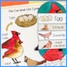 Life Cycle of a Northern Cardinal Bird Foldable Sequencing Activity for ...