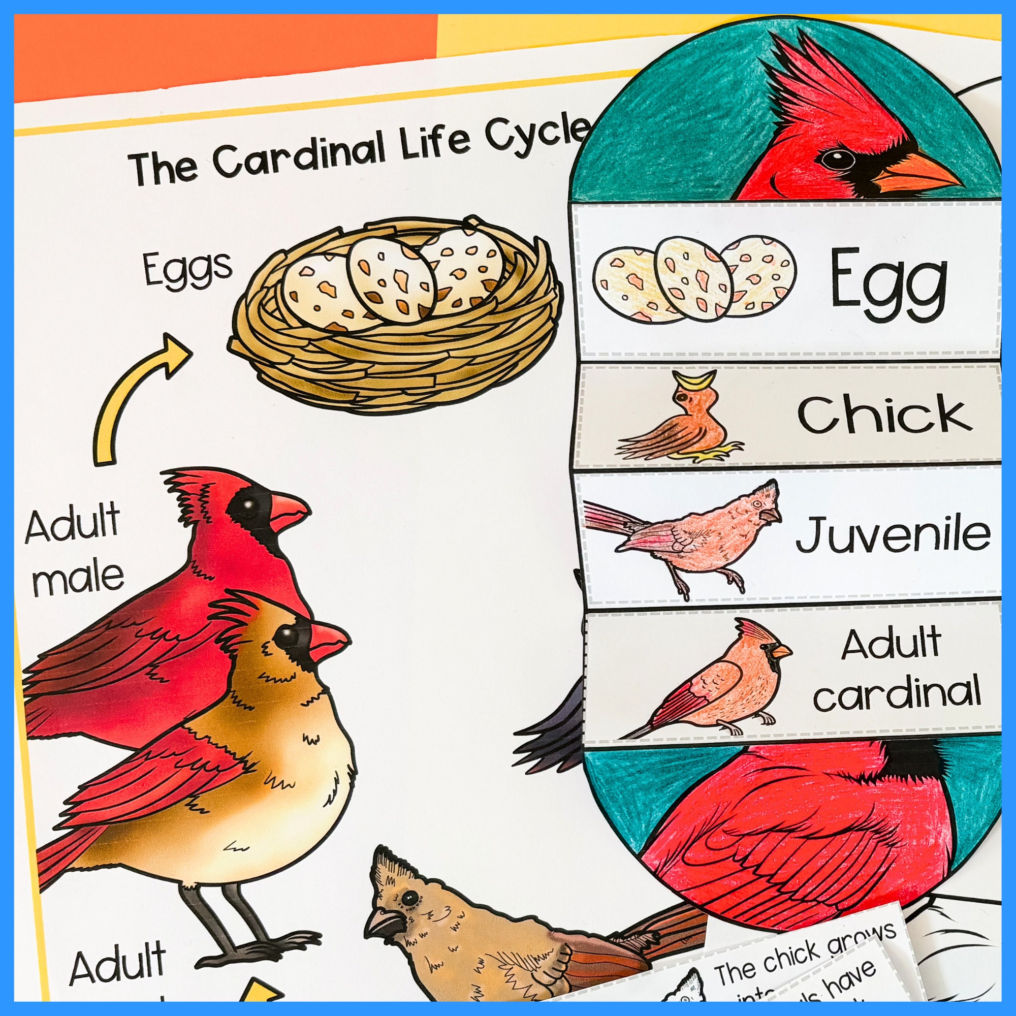 Life Cycle of a Northern Cardinal Bird Foldable Sequencing Activity for ...