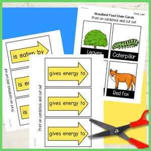 Food Chains Printable Worksheets and Clothesline Activity PDF Digital ...
