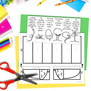 Oak Tree Life Cycle Acorn Foldable Science Foldout Craft | A4 and US ...