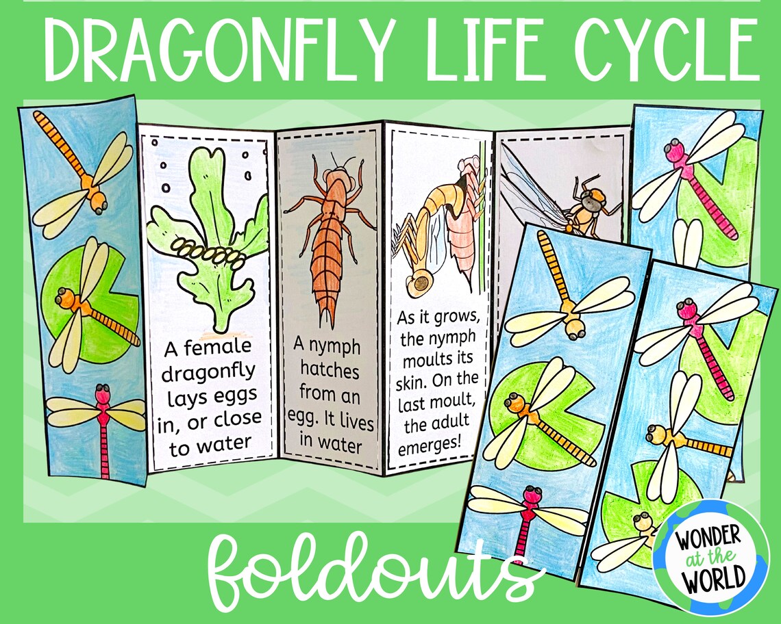 Life Cycle of a Dragonfly Foldout Kids' Craft A4 and 11x8.5 Inch ...
