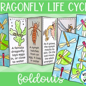 Life Cycle of a Dragonfly Foldout Kids' Craft A4 and 11x8.5 Inch ...