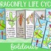 Life Cycle of a Dragonfly Foldout Kids' Craft A4 and 11x8.5 Inch ...