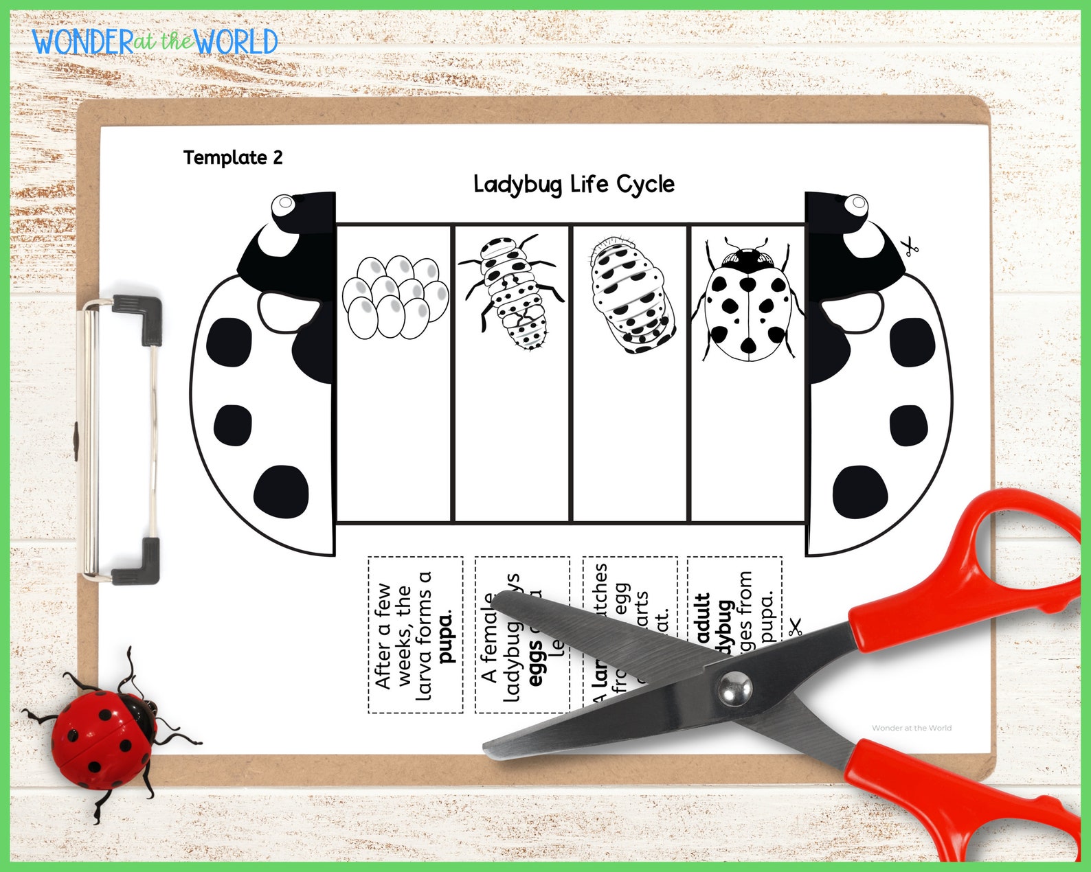 Life Cycle of a Ladybug Ladybird Foldable Kids' Craft A4 and 11x8.5 ...