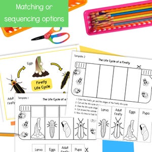 Life Cycle of a Firefly Lightning Bug Sequencing Activity and Parts of ...
