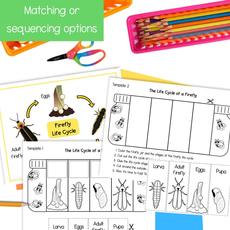 Life Cycle of a Firefly Lightning Bug Sequencing Activity and Parts of ...
