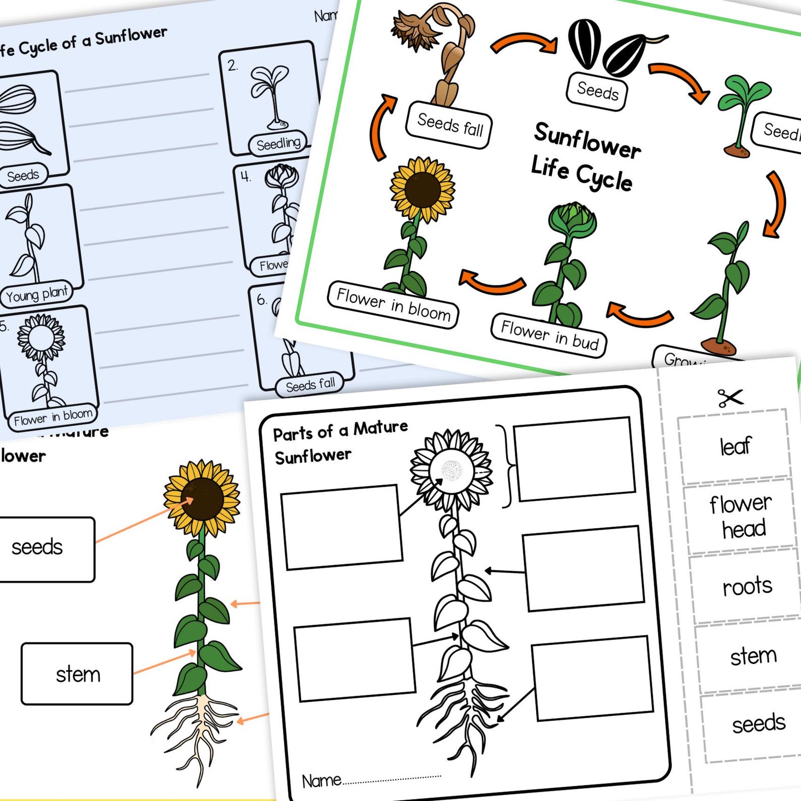 Life cycle of a sunflower sequence and fold kids' science craft | A4 ...