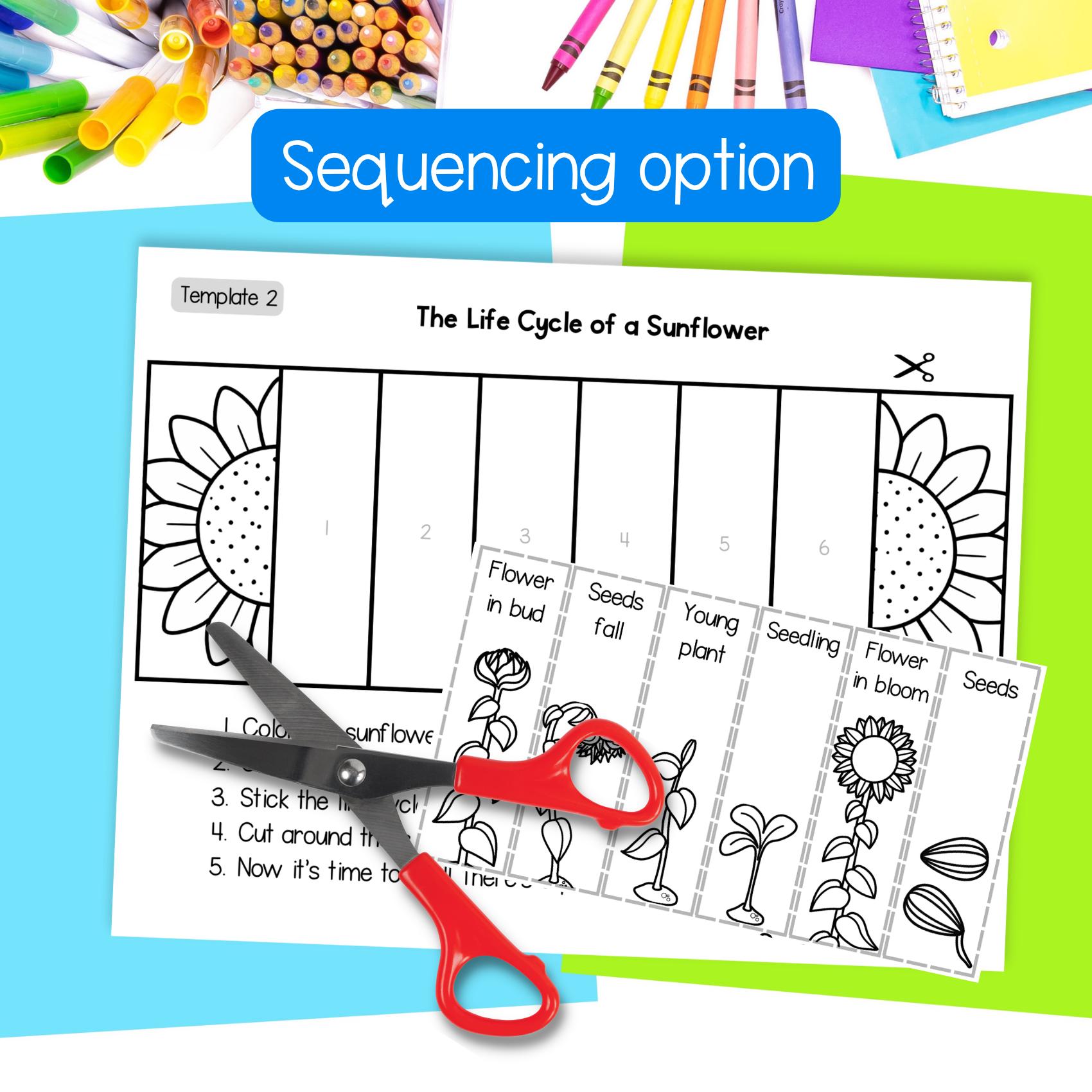 Life cycle of a sunflower sequence and fold kids' science craft | A4 ...