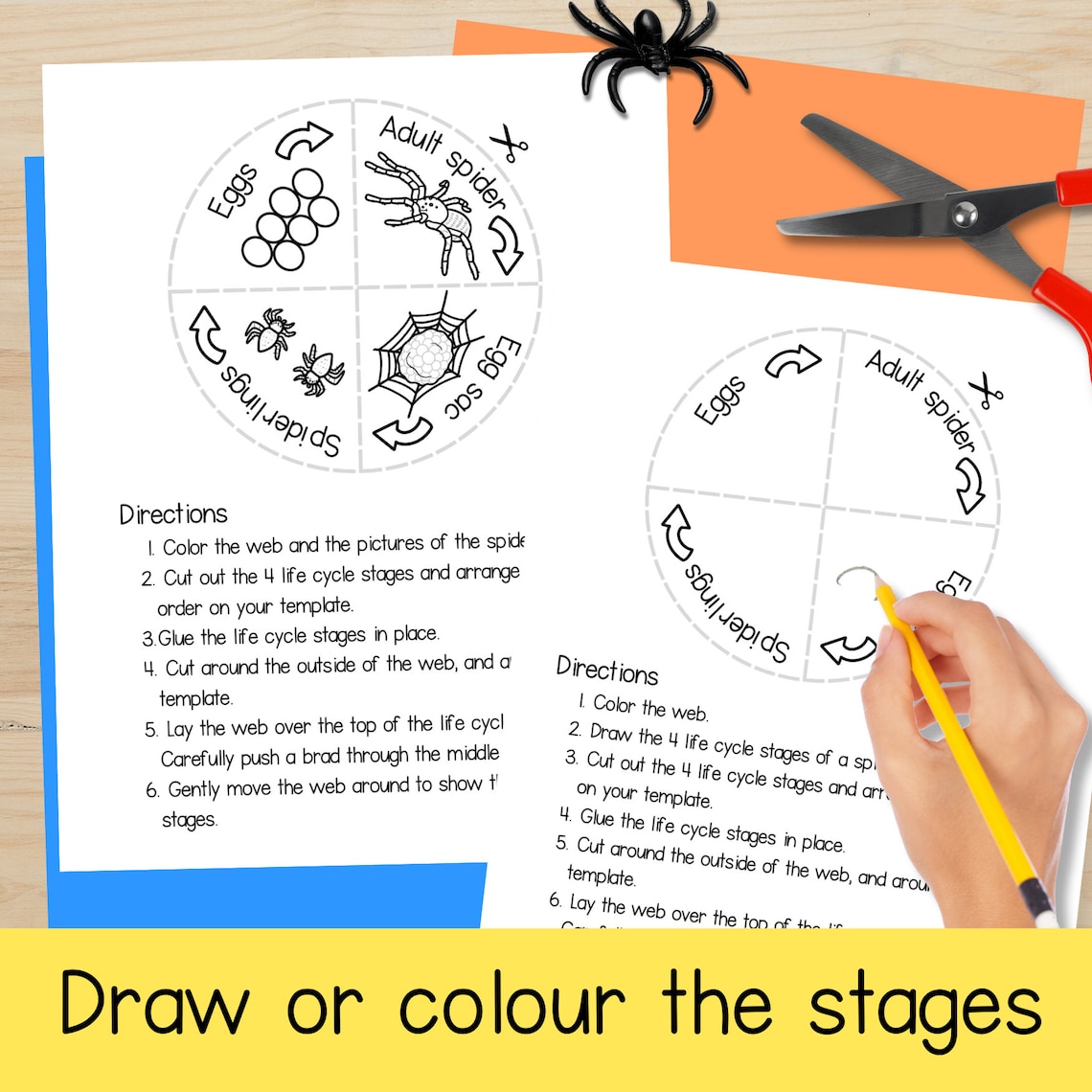 Life Cycle of a Spider Sequencing Science Crafts and Worksheets for ...