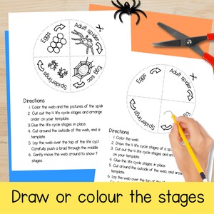 Life Cycle of a Spider Sequencing Science Crafts and Worksheets for ...