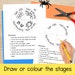 Life Cycle of a Spider Sequencing Science Crafts and Worksheets for ...