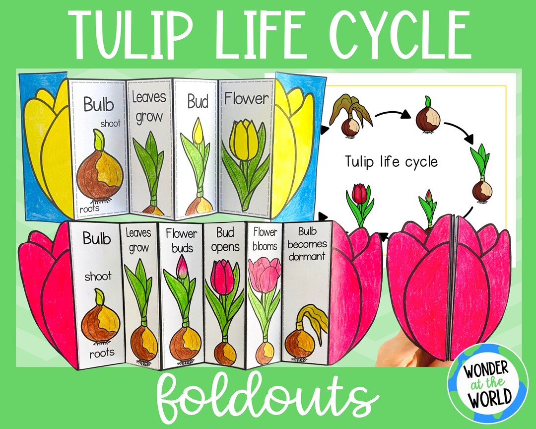 Life Cycle of a Tulip Plant Foldable Sequencin Activty - Etsy
