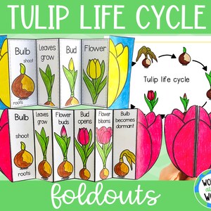 Life Cycle of a Tulip Plant Foldable Sequencin Activty - Etsy