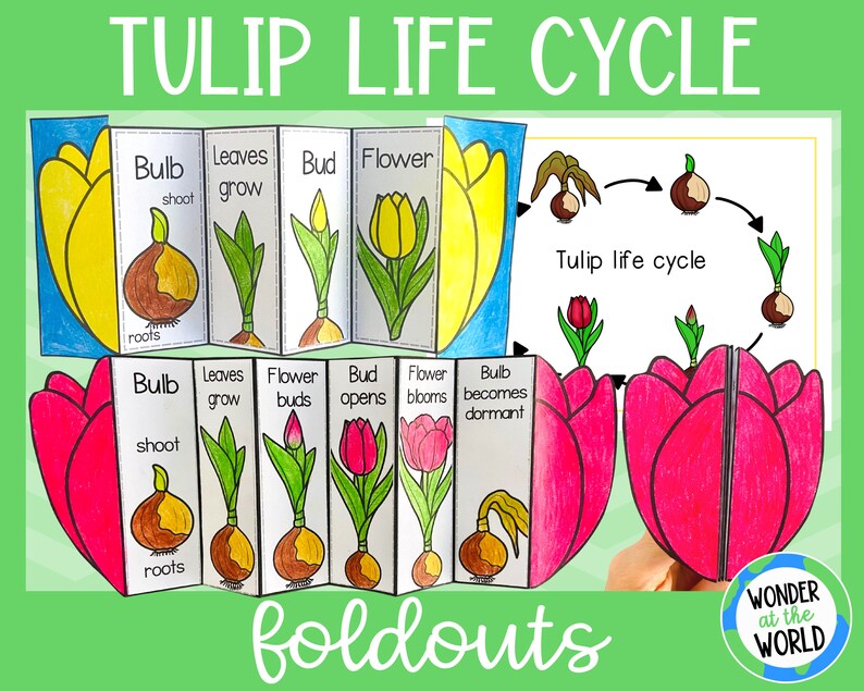 Life Cycle of a Tulip Plant Foldable Sequencin Activty - Etsy