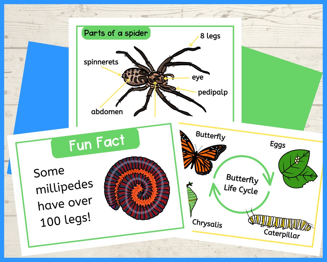 Minibeast Classroom Science Display Printables for Teachers | UK and US ...