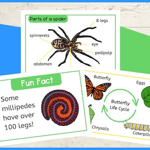 Minibeast Classroom Science Display Printables for Teachers | UK and US ...