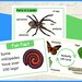 Minibeast Classroom Science Display Printables for Teachers | UK and US ...