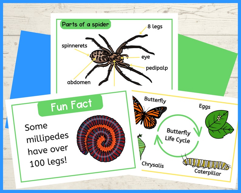 Minibeast Classroom Science Display Printables for Teachers UK and US ...
