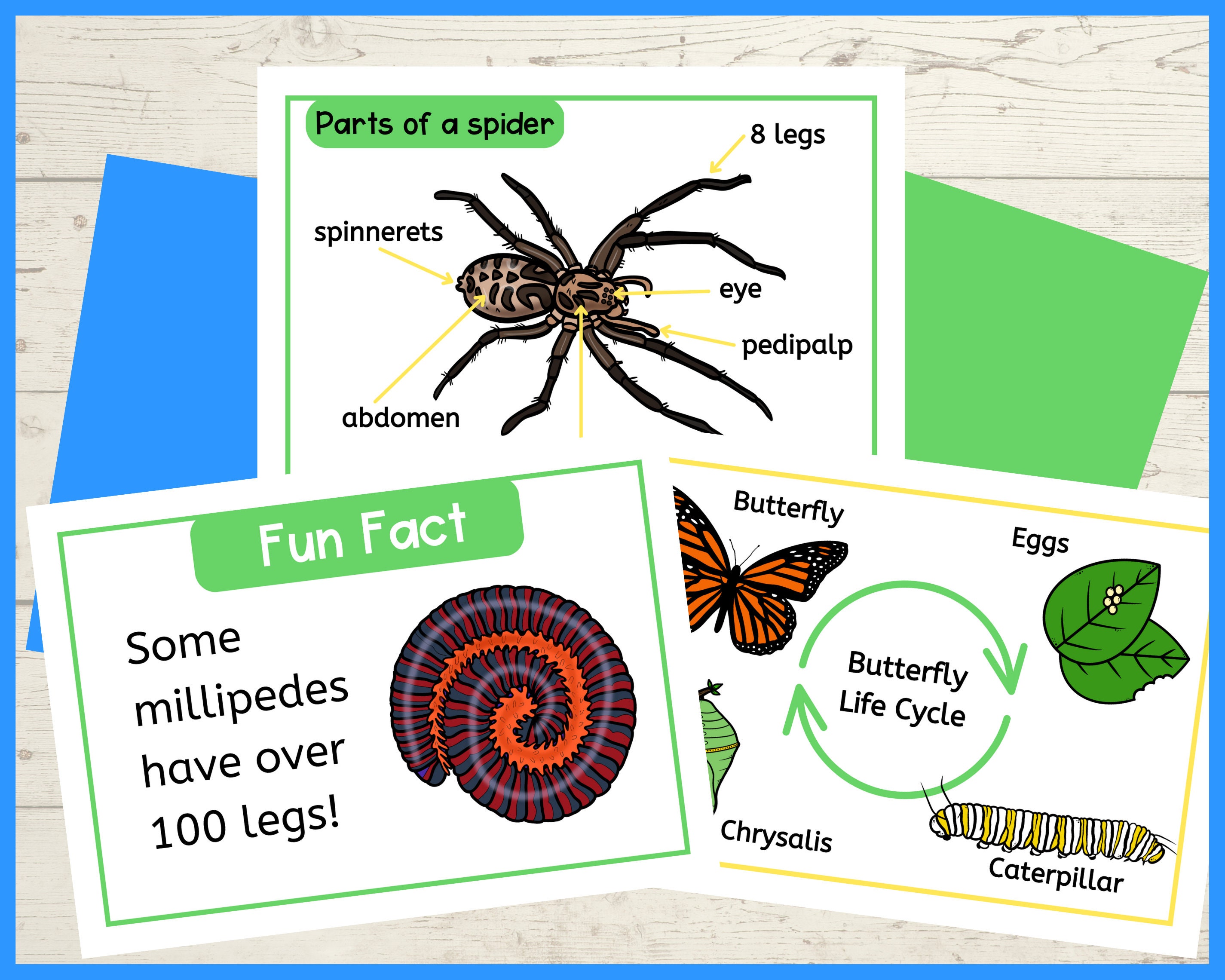 Minibeast Classroom Science Display Printables for Teachers UK and US ...