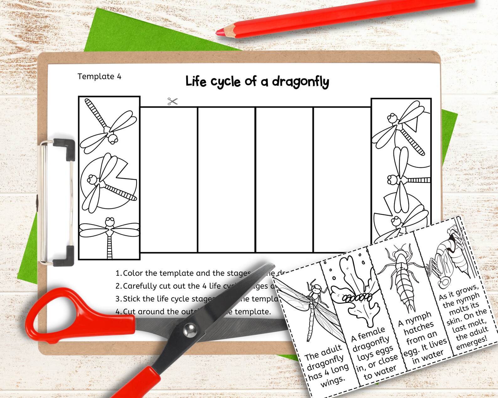 Life Cycle of a Dragonfly Foldout Kids' Craft A4 and 11x8.5 Inch ...