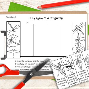 Life Cycle of a Dragonfly Foldout Kids' Craft A4 and 11x8.5 Inch ...