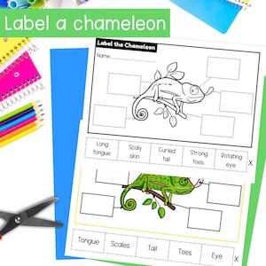 Life Cycle of a Chameleon Lizard Foldable Sequencing Activity Cut and ...