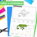 Life Cycle of a Chameleon Lizard Foldable Sequencing Activity Cut and ...