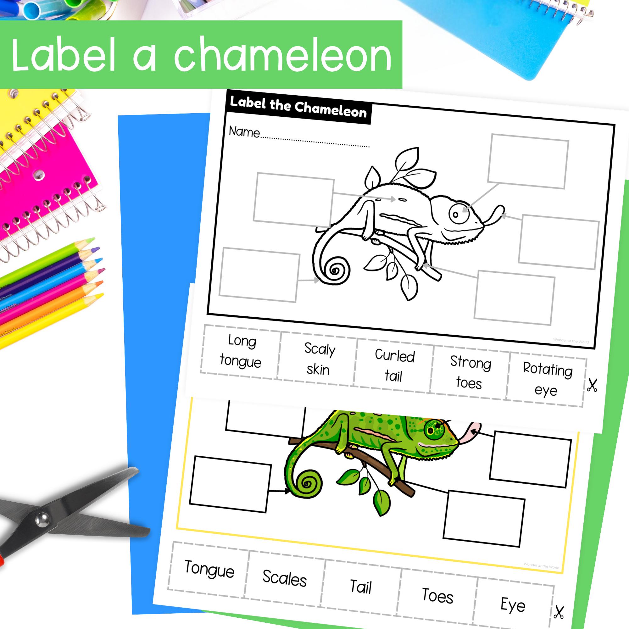 Life Cycle of a Chameleon Lizard Foldable Sequencing Activity Cut and ...