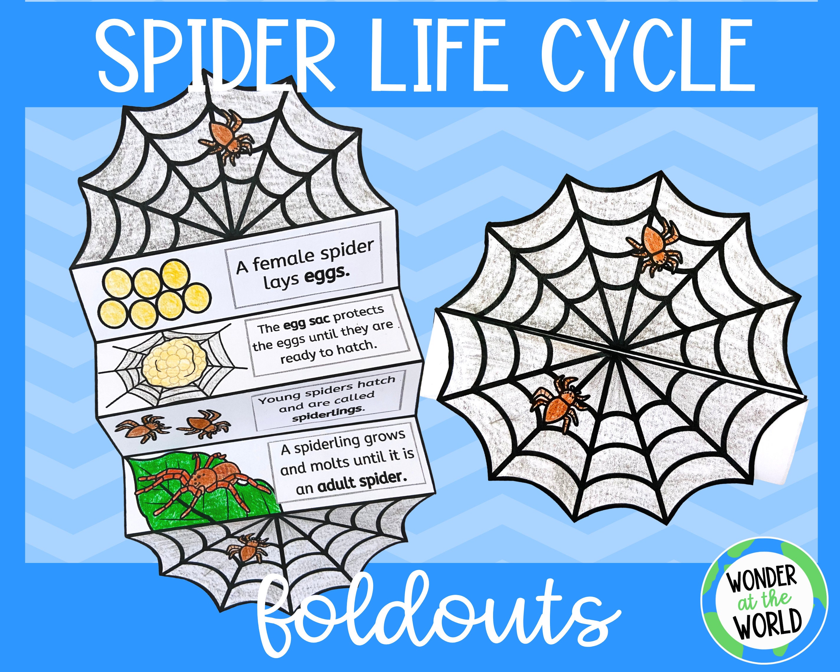 Life Cycle of a Spider Foldable Kids' Craft A4 and - Etsy UK