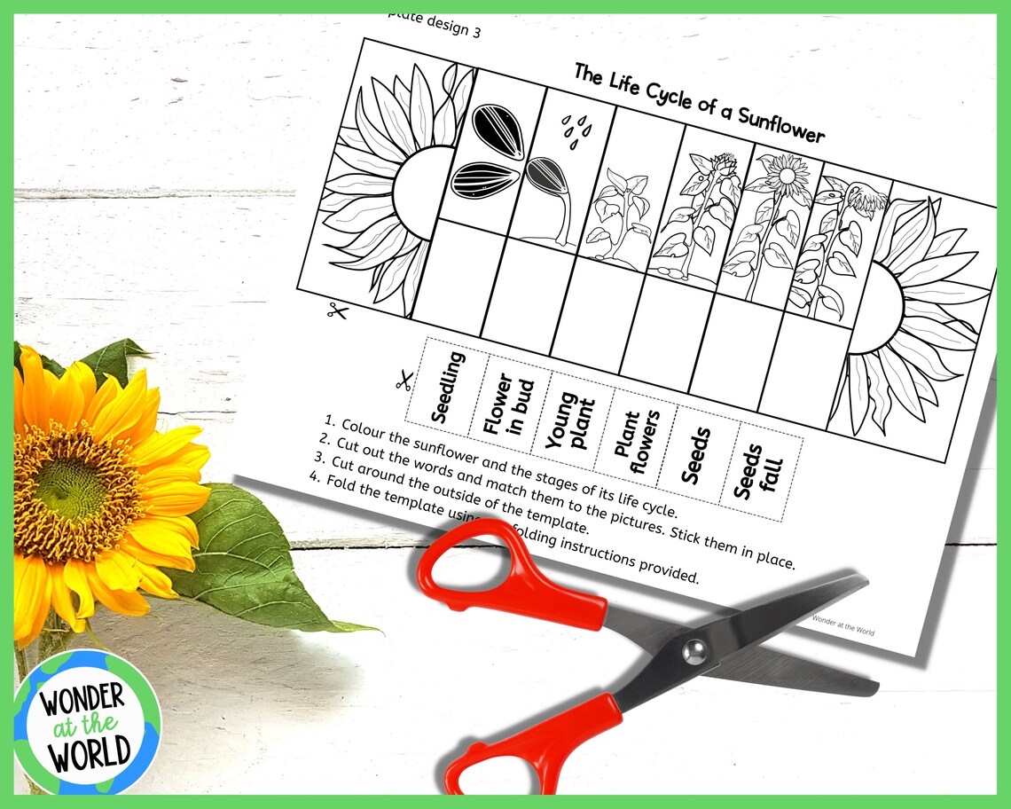 Life Cycle of a Sunflower Foldable Kids' Craft A4 and - Etsy