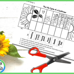 Life Cycle of a Sunflower Foldable Kids' Craft A4 and - Etsy