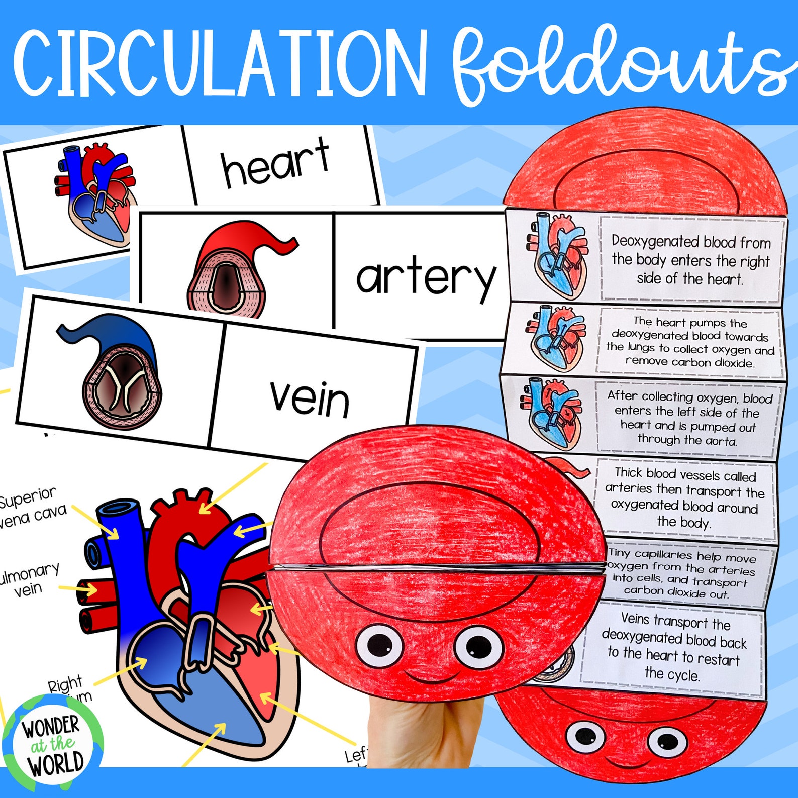 The Circulatory System Printable Foldouts and Worksheet PDF Heart and ...