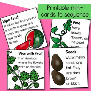 Life Cycle of a Watermelon Plant Sequence and Fold Kids' Craft | A4 and ...