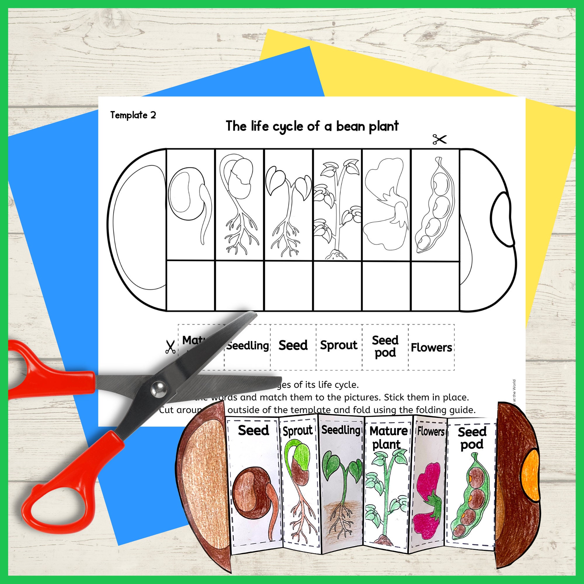Life Cycles Foldable Science Cut and Paste Activities Butterfly Bean ...