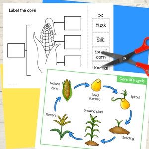 Life Cycle of a Corn Maize Plant Foldable Sequencing Activity for Kids ...