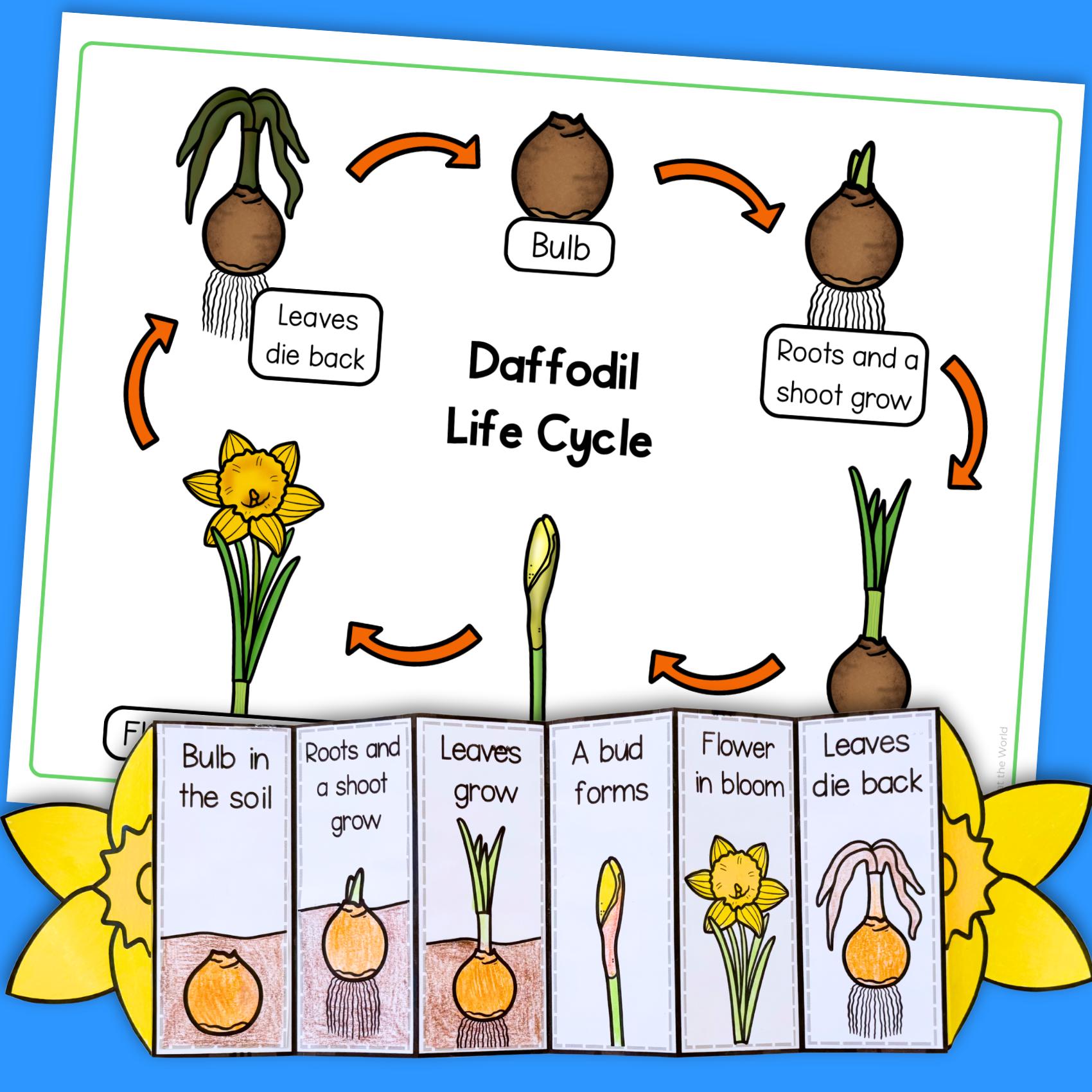 The Life Cycle Of A Daffodil